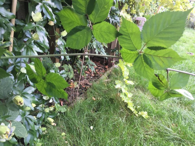 Blackberries – Not a Horticulturist