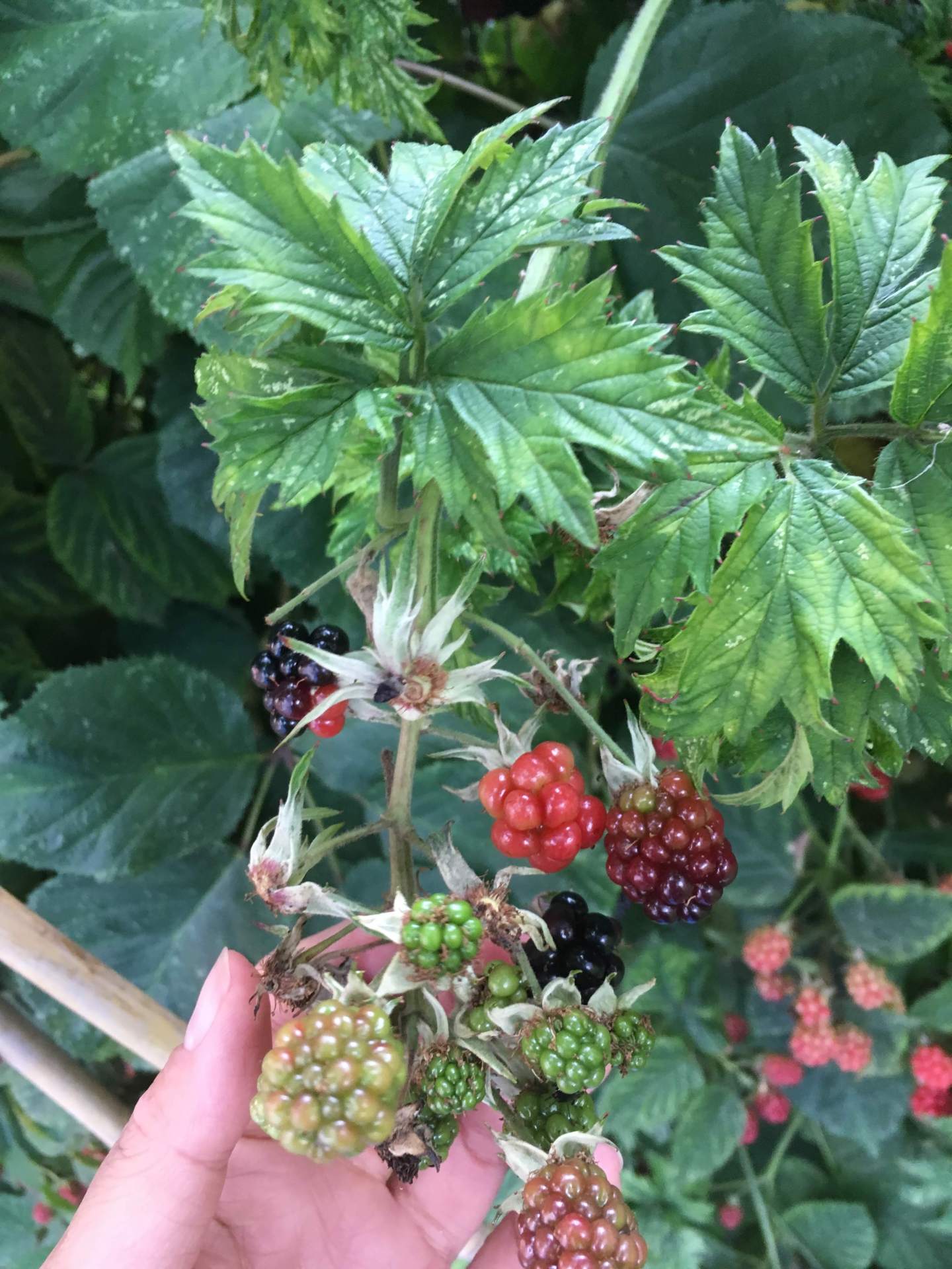 Blackberries – Not a Horticulturist