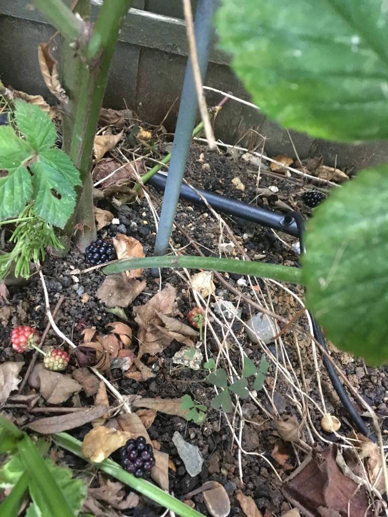 Blackberries – Not a Horticulturist