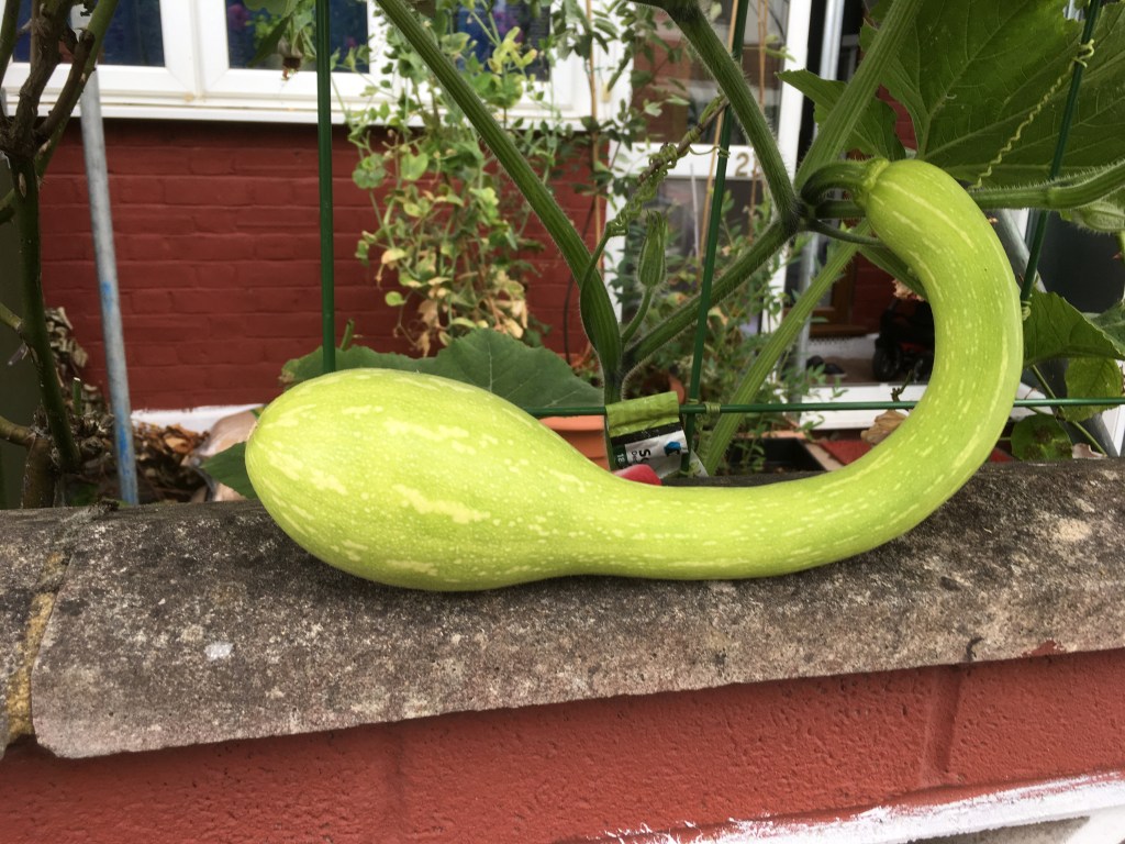 Tromboncino – Not a Horticulturist