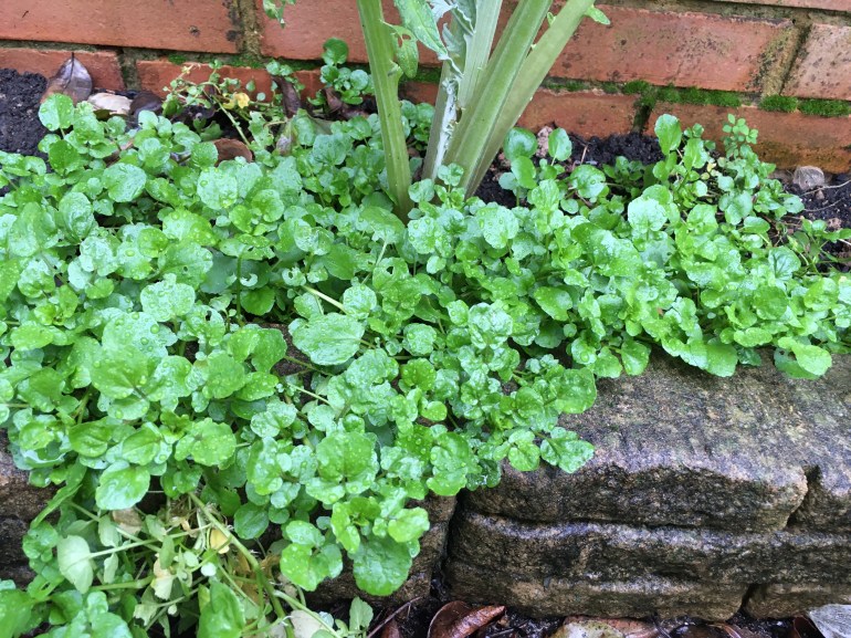 Watercress – Not a Horticulturist