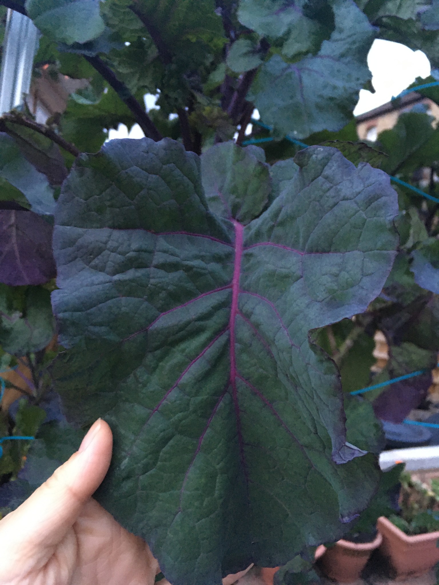Purple Tree Collard – Not a Horticulturist