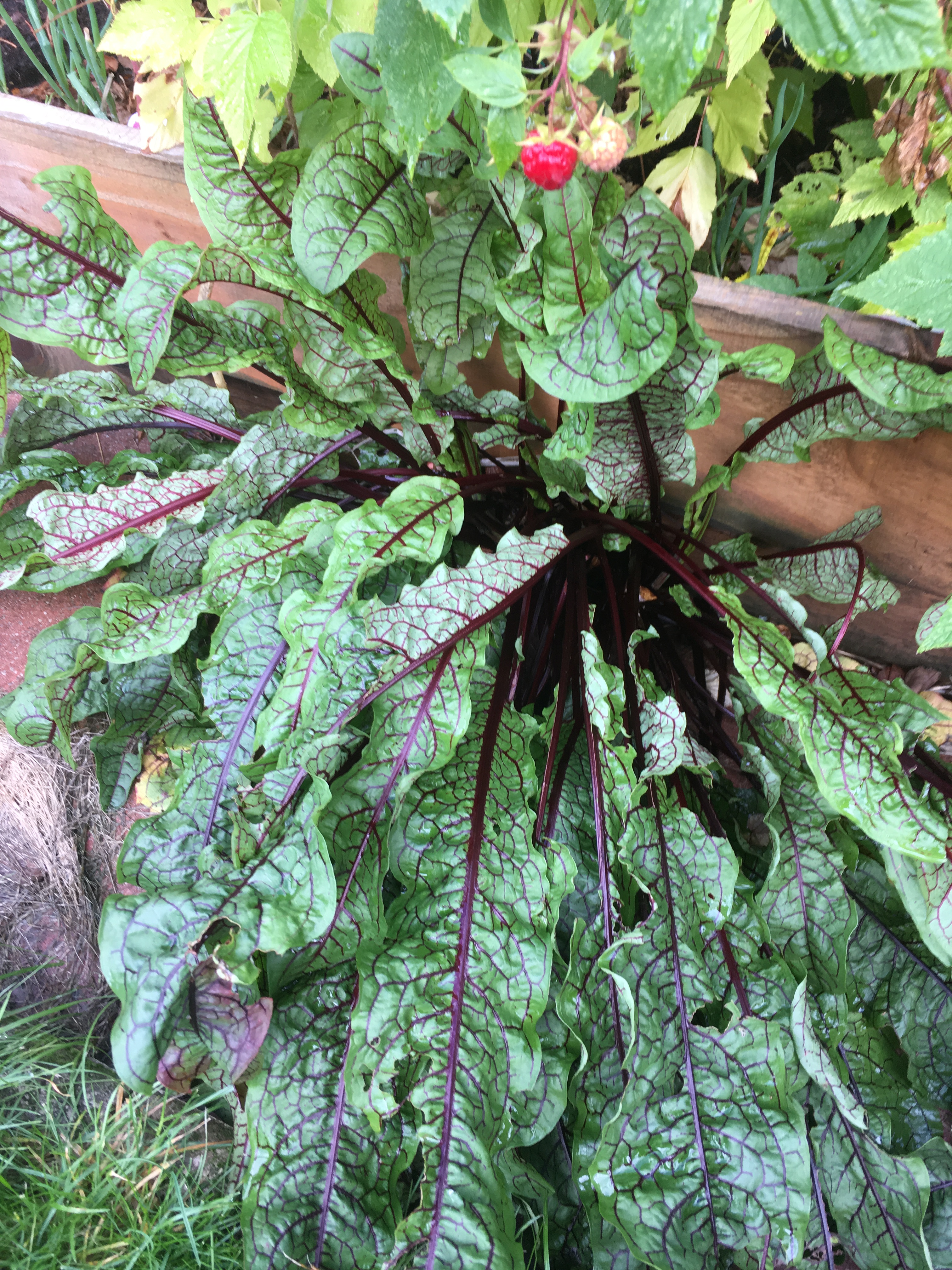 Red Sorrel Perennial Plant