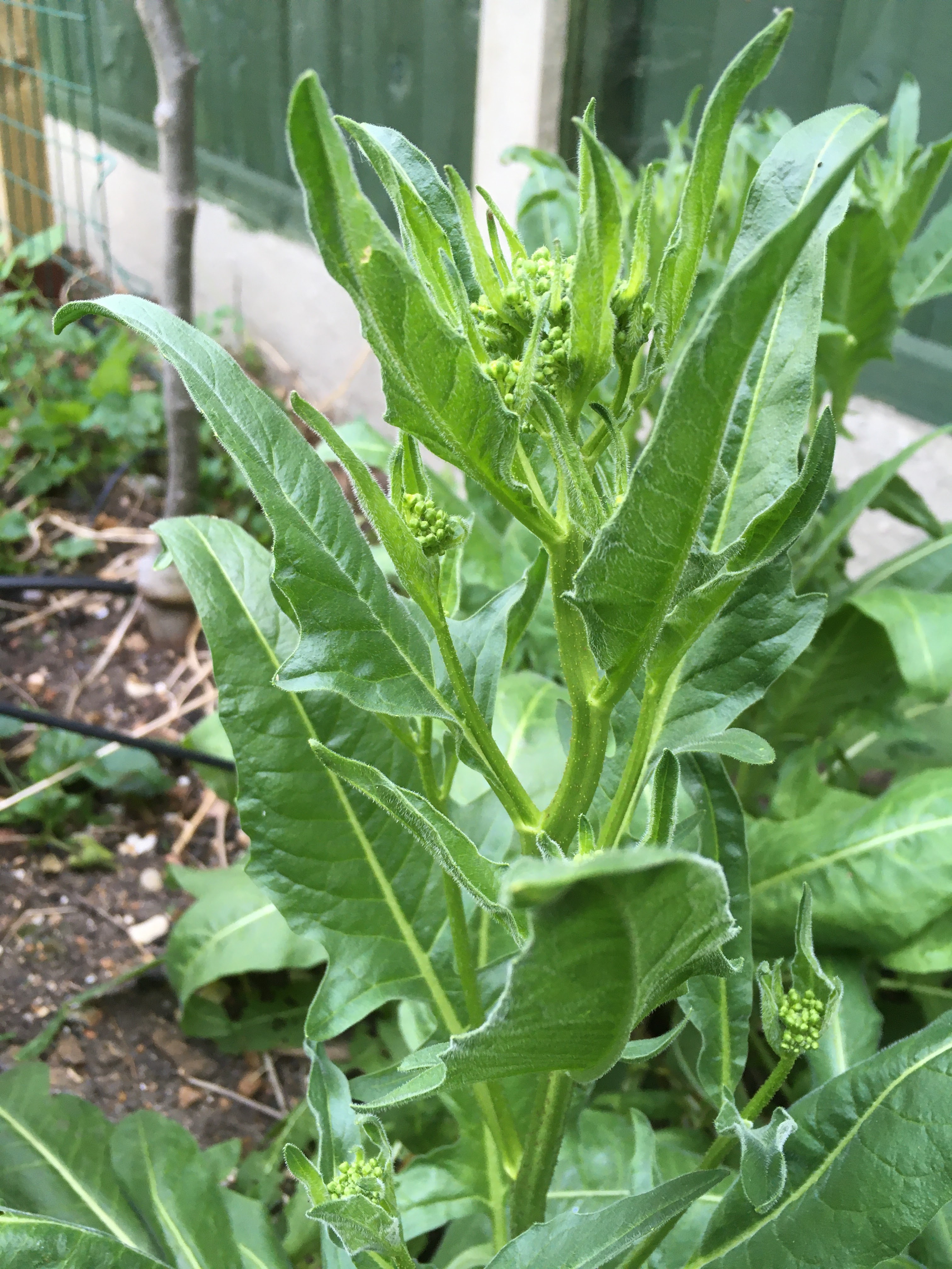 Turkish rocket – Not a Horticulturist