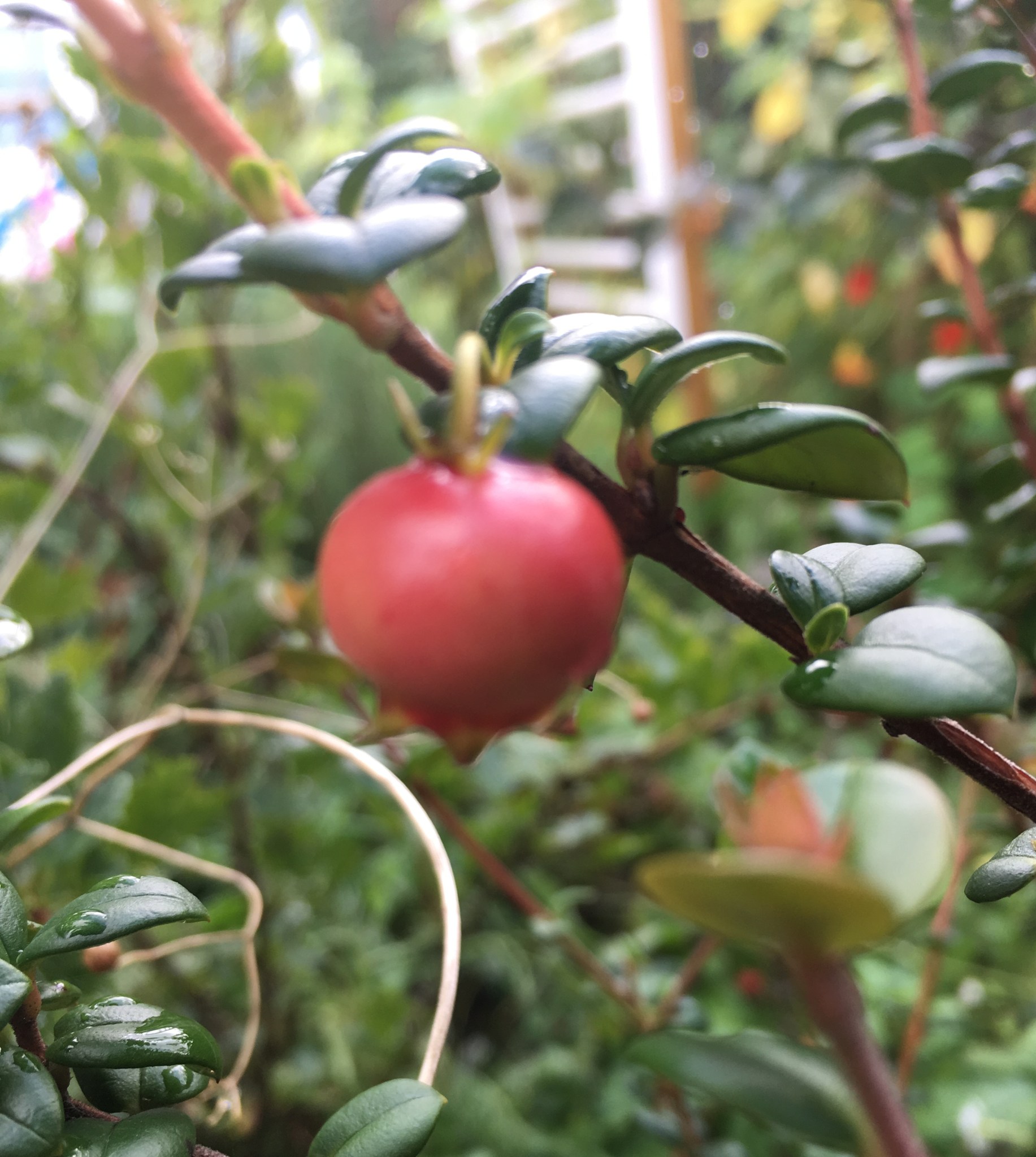Chilean guava – Not a Horticulturist