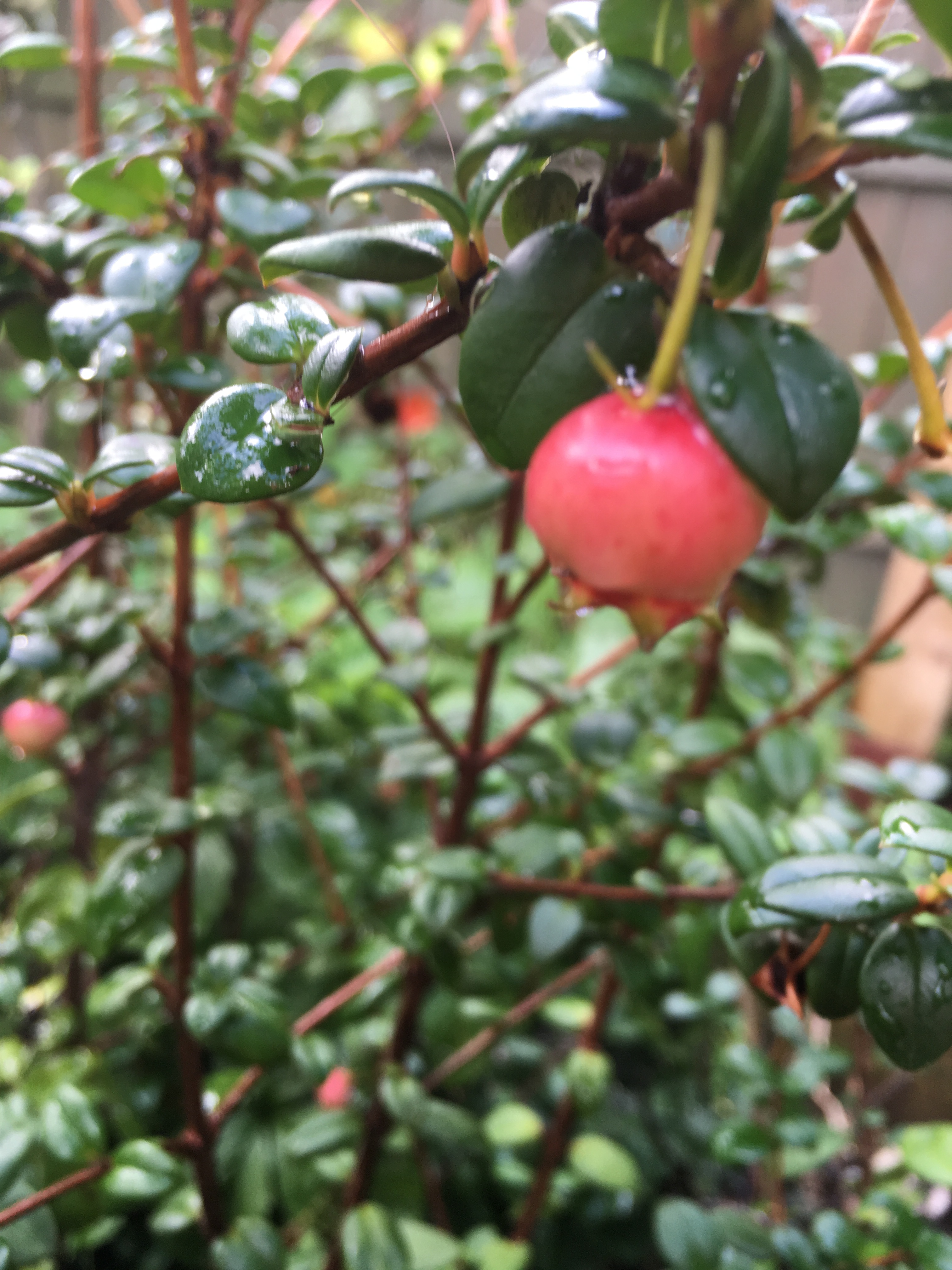 Chilean guava – Not a Horticulturist