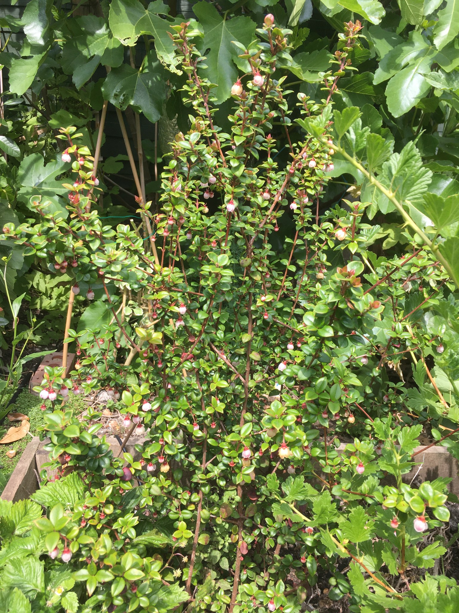 Chilean guava – Not a Horticulturist