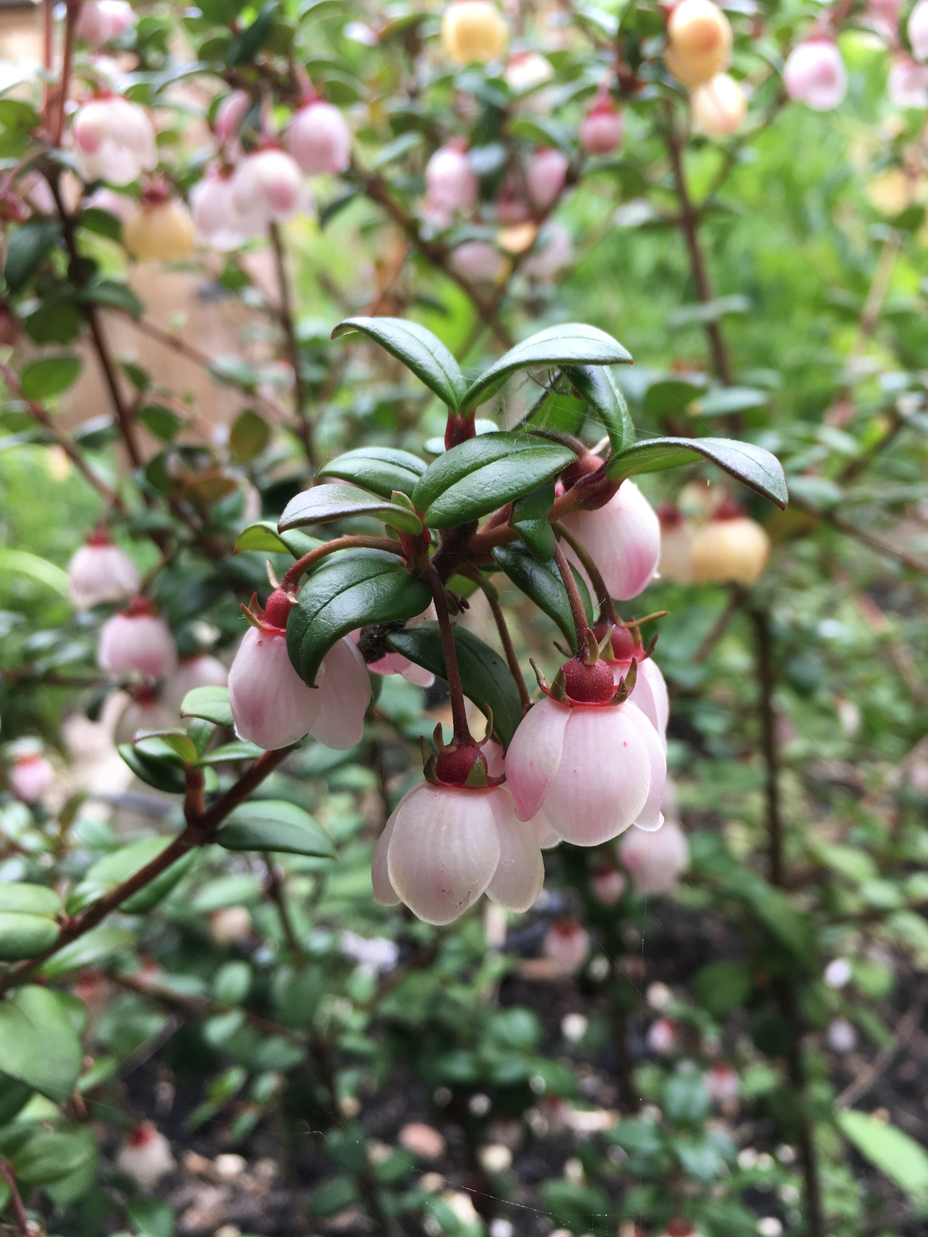 Chilean guava – Not a Horticulturist
