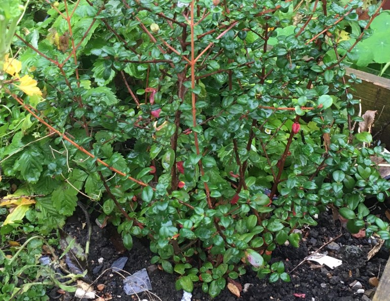 Chilean guava – Not a Horticulturist