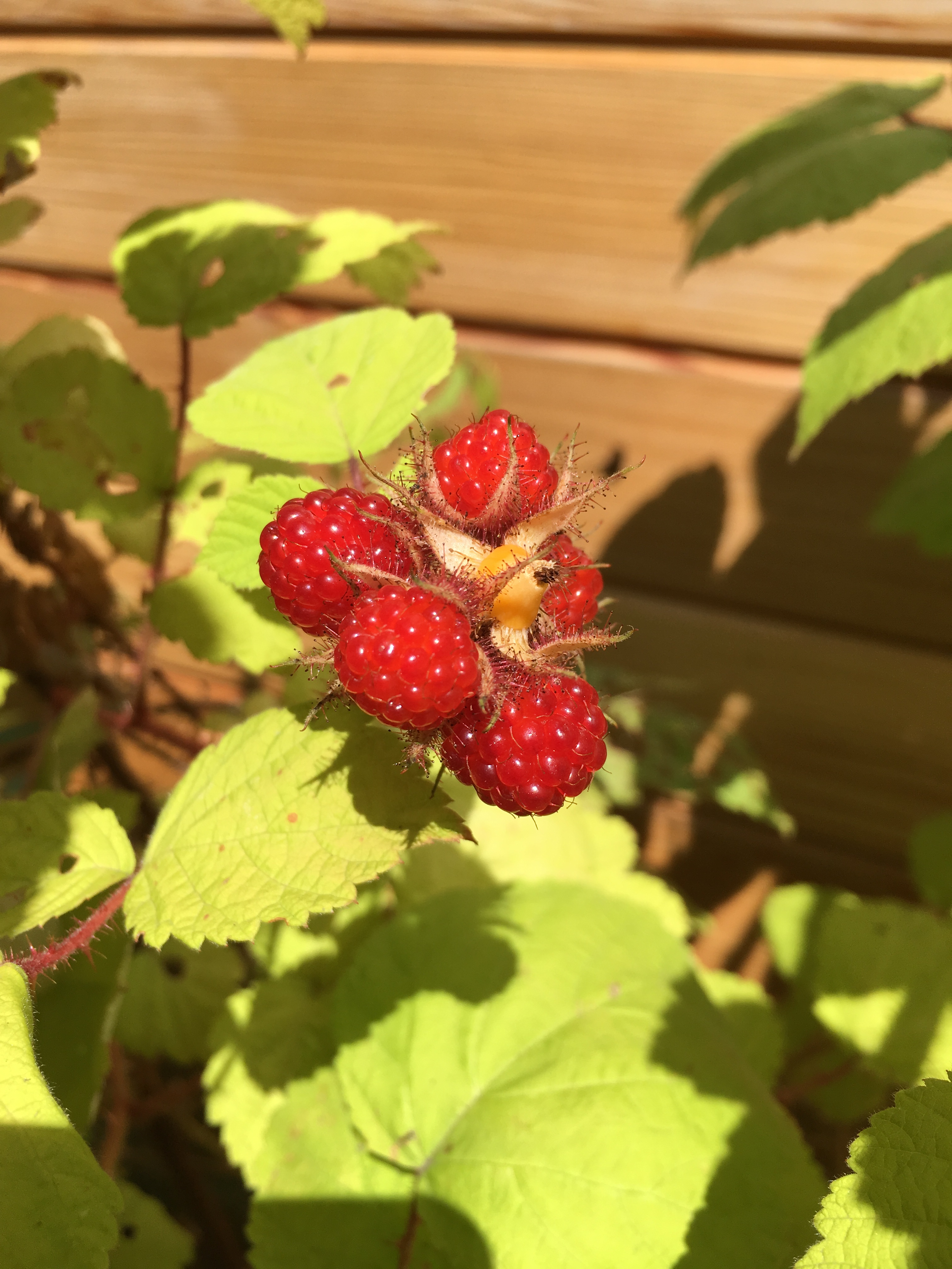 Japanese Wineberry – Not a Horticulturist