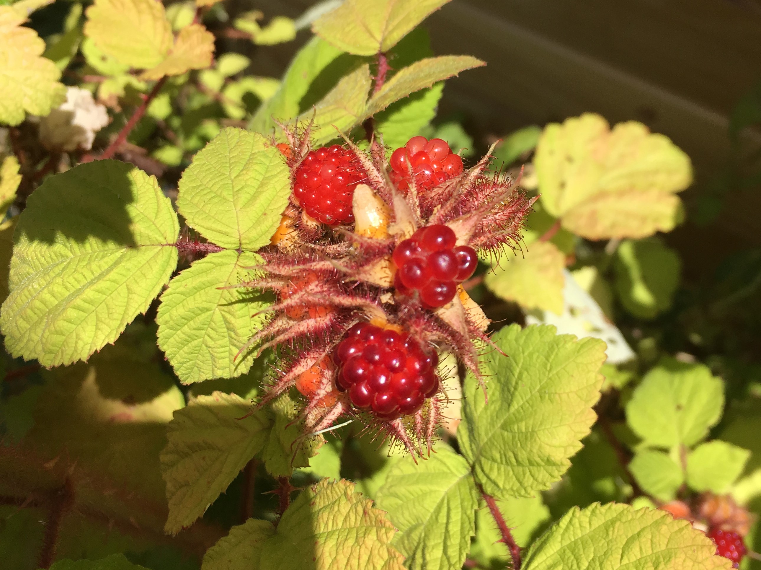 Japanese Wineberry – Not a Horticulturist