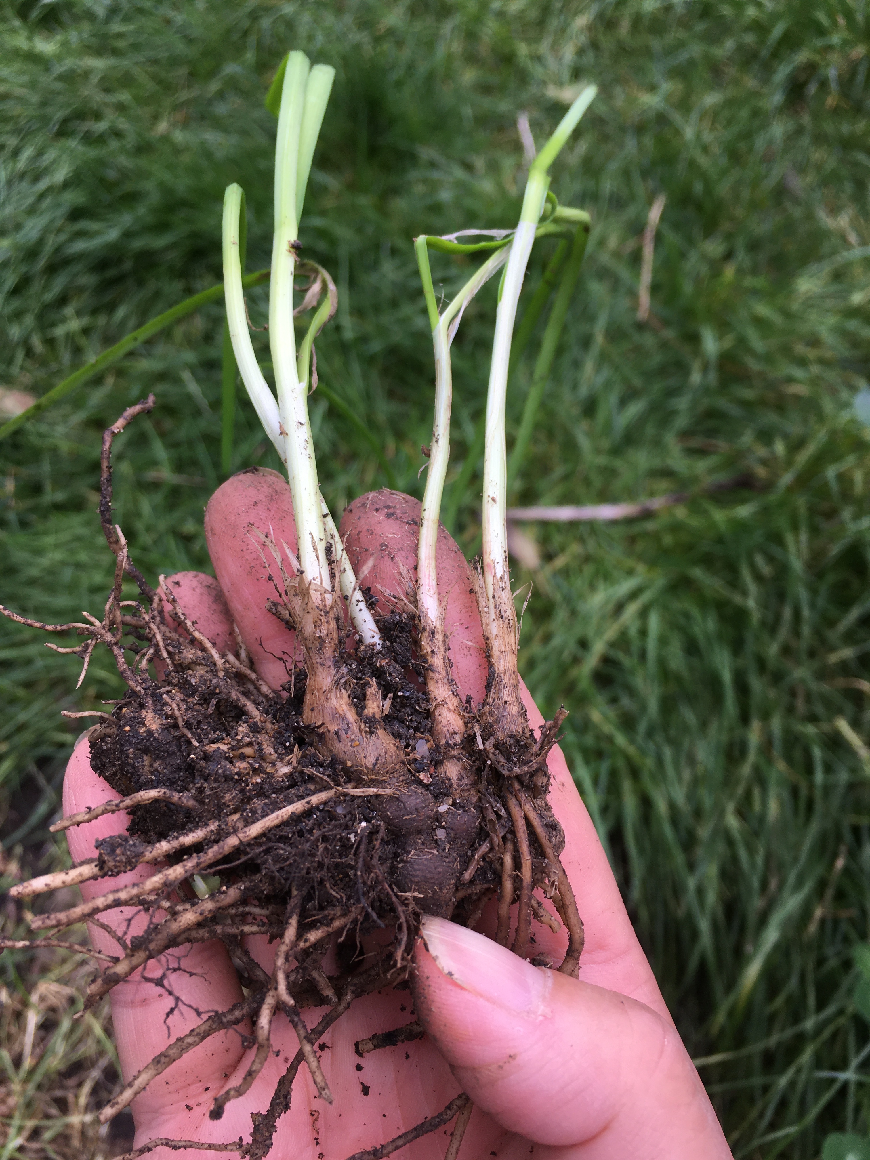 Chives Plant Fibrous Root