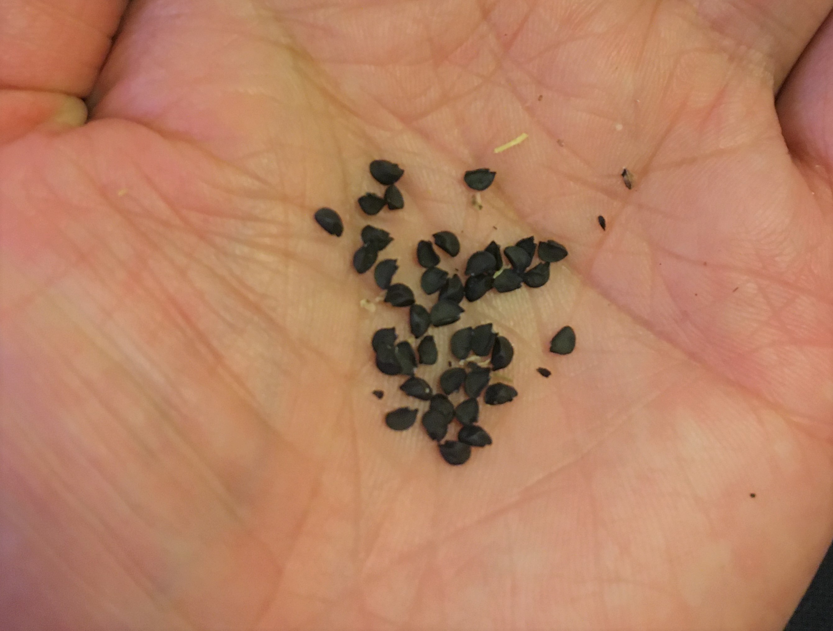 Chinese Chives – Not a Horticulturist