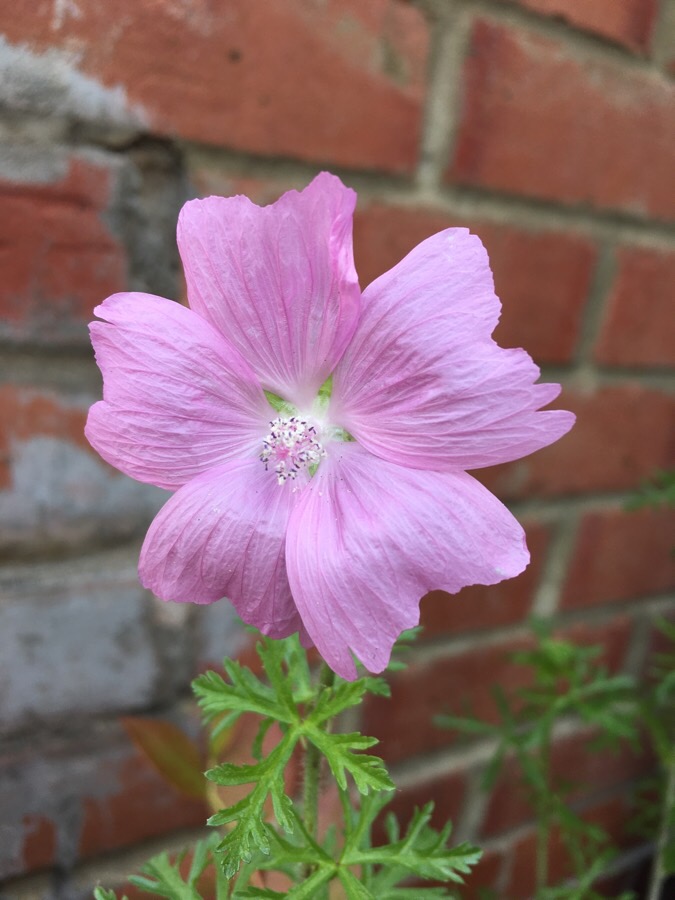 Musk mallow – Not a Horticulturist
