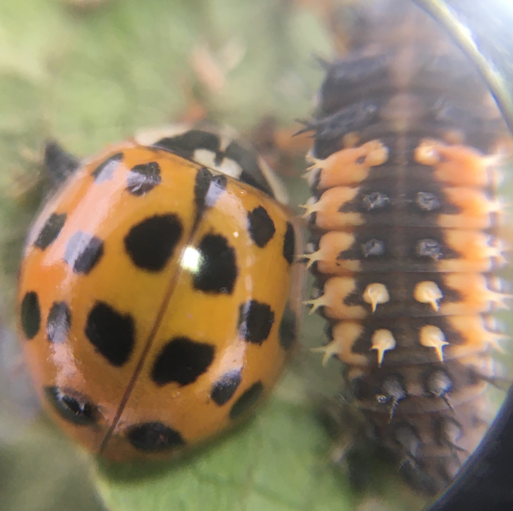 Ladybirds – Not a Horticulturist