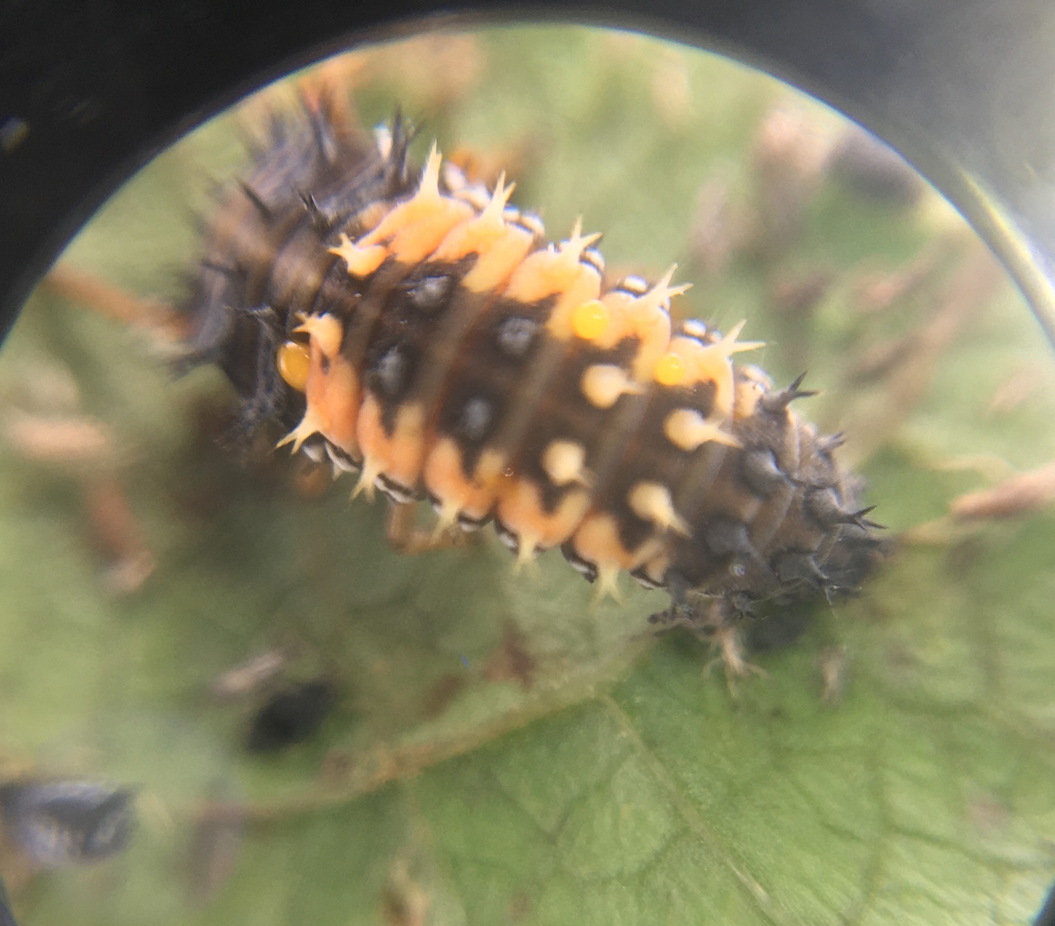 Ladybirds – Not a Horticulturist
