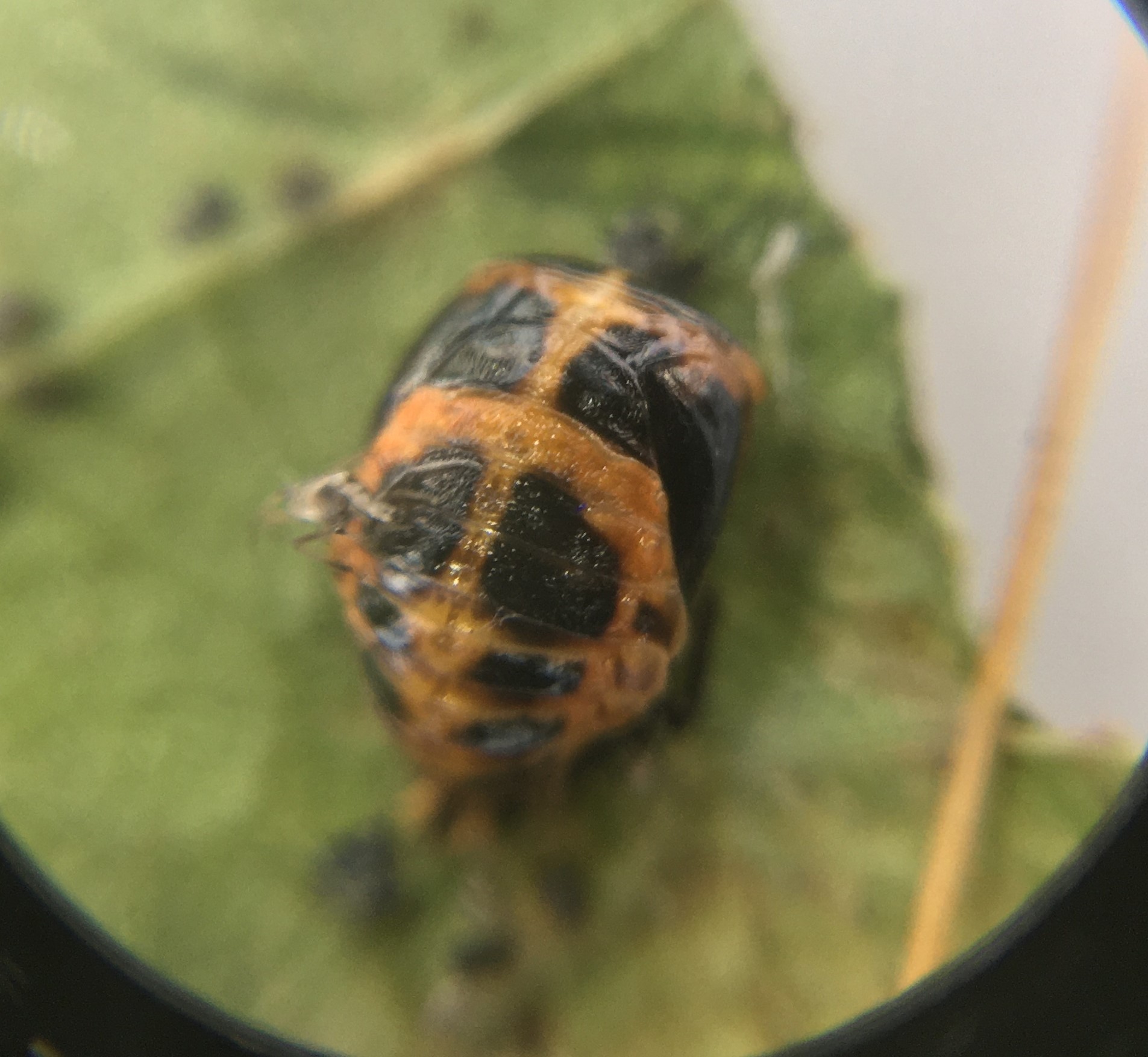 Ladybirds – Not a Horticulturist