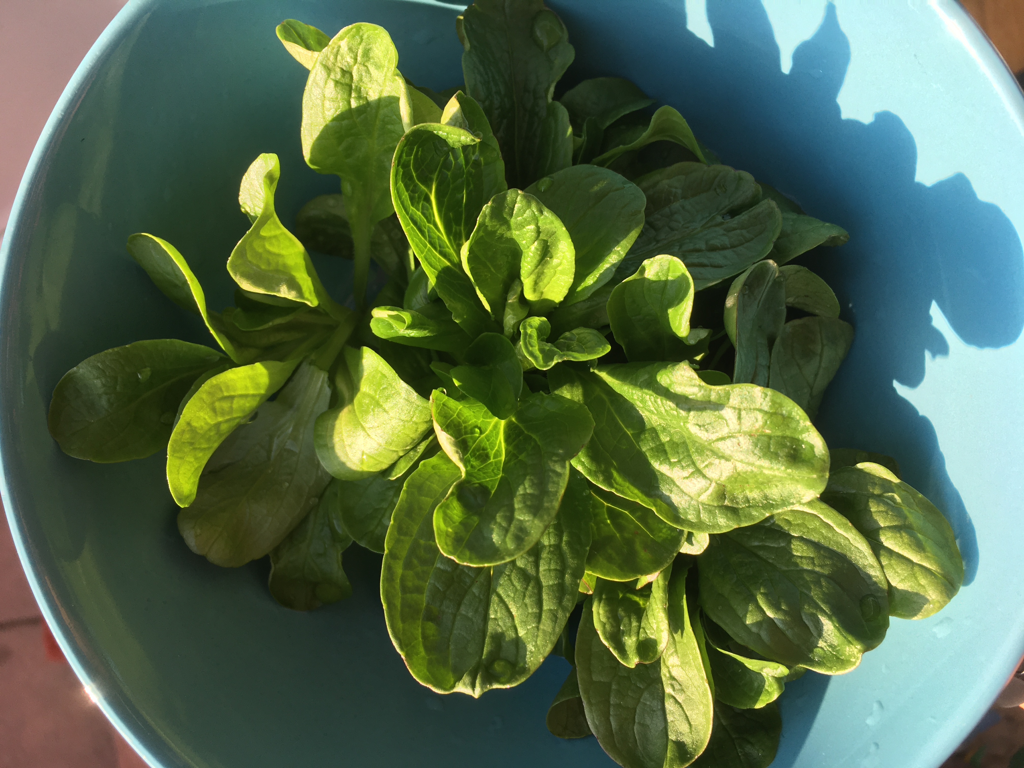 Lambs lettuce – Not a Horticulturist