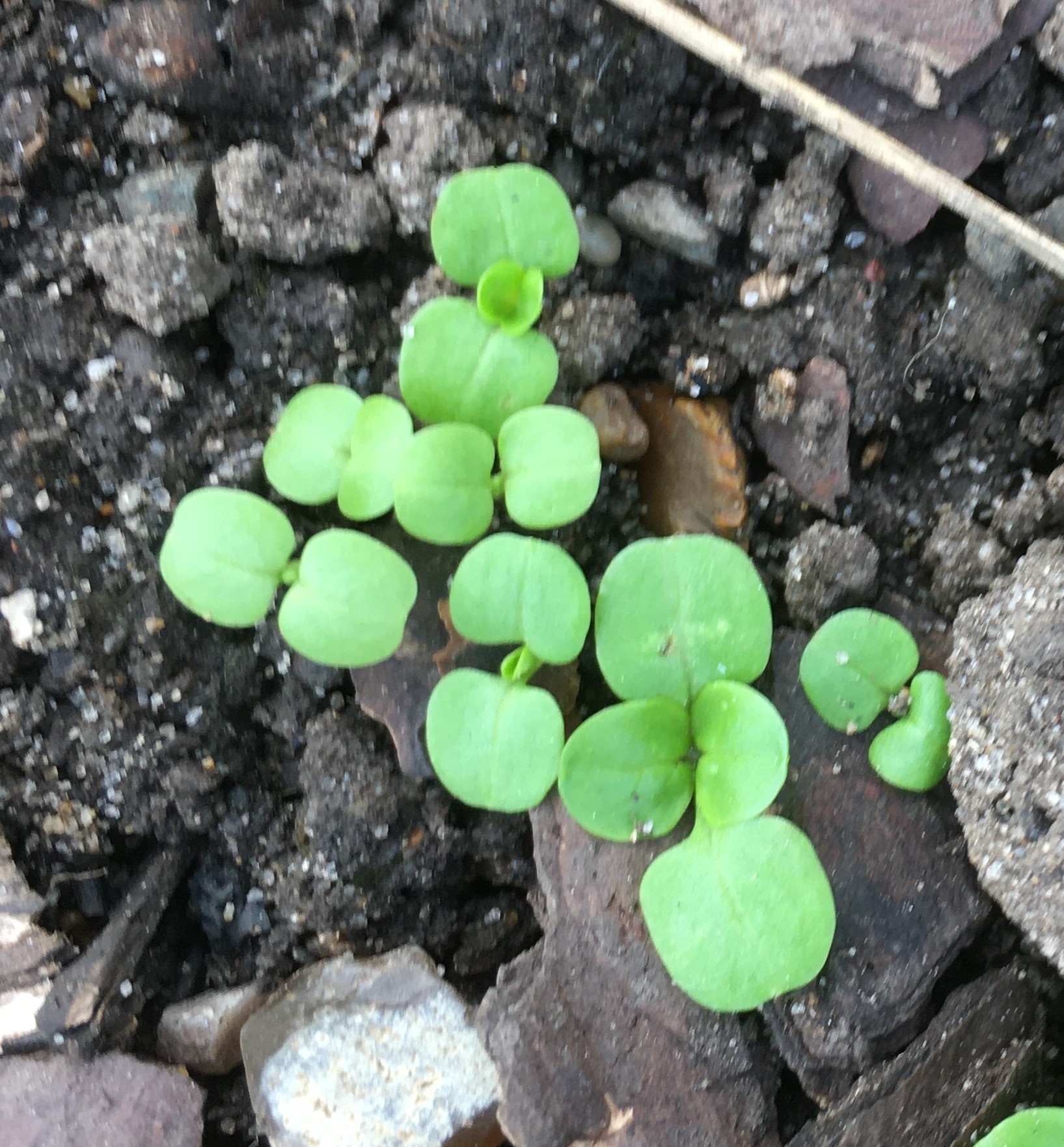 Lambs lettuce – Not a Horticulturist