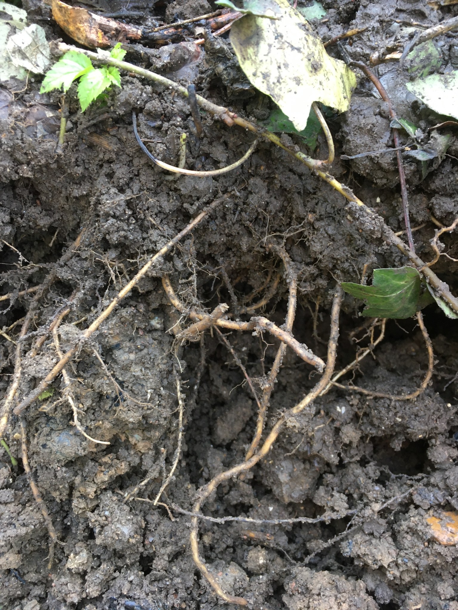 Ground Elder – Not a Horticulturist