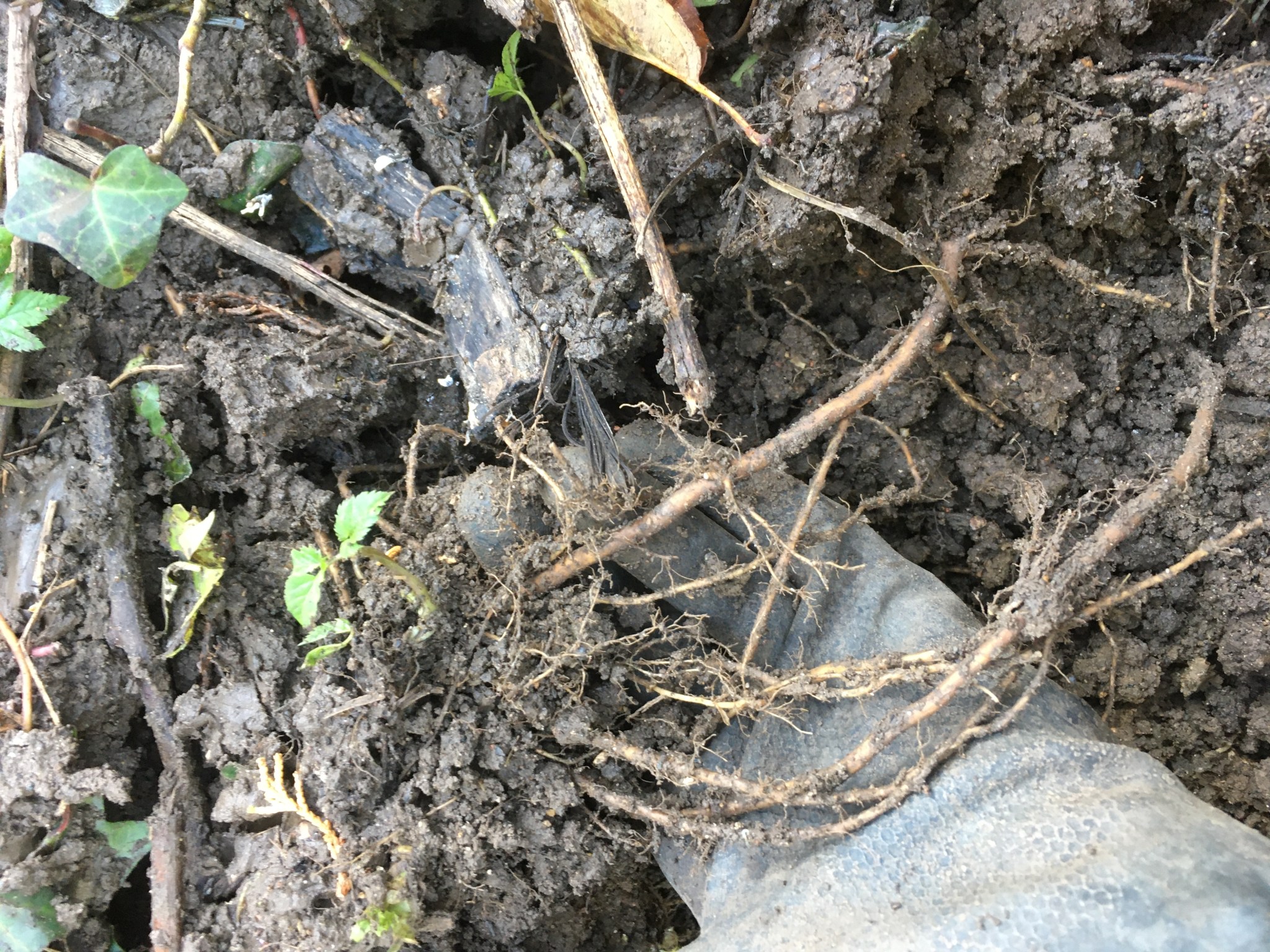 Ground Elder – Not a Horticulturist